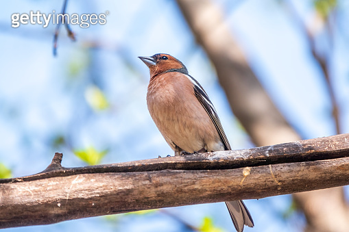 Common chaffinch, Fringilla coelebs, sits on a branch in spring on ...