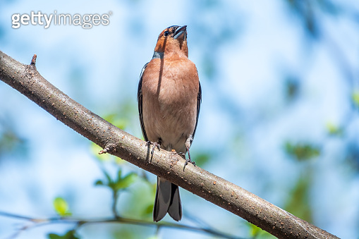 Common chaffinch, Fringilla coelebs, sits on a branch in spring on ...