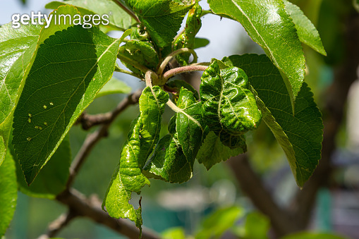 Aphids curled foliage, close up Leaf curled on cherry tree, Prunus sp ...