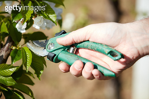 Farmer pruning cherry trees and branches of young trees during blossom ...