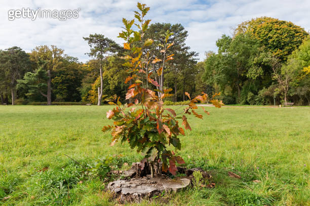 Young red oak growing from old stump in autumn park 이미지 (1444901484 ...