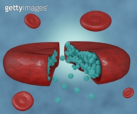 Intracellular drug loading red blood cells 이미지 (1446635090) - 게티이미지뱅크