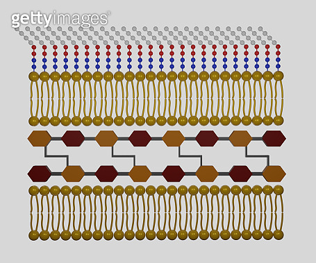 The Gram-negative cell wall is composed of an outer membrane, a ...