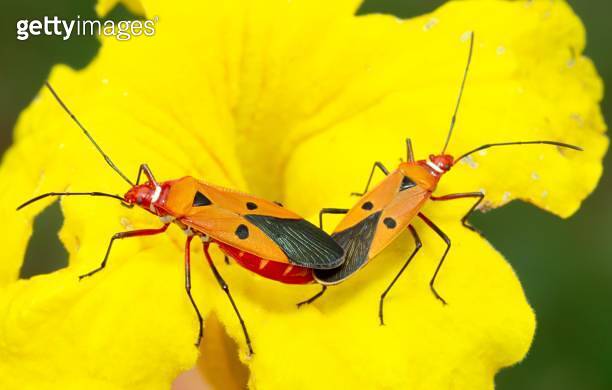 Mating Red Cotton Bugs on yellow flower - animal behavior. 이미지 ...