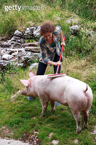 Smiling Adult Female Farmer Taking Care of Her Domestic Pig Outdoors ...