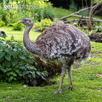 Darwin's rhea, Rhea pennata also known as the lesser rhea. 이미지 ...