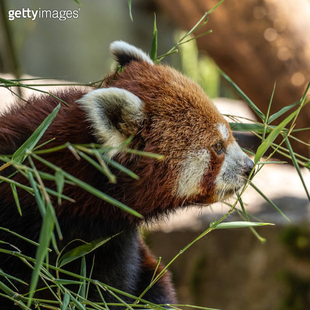 The red panda, Ailurus fulgens, also called the lesser panda. 이미지 ...