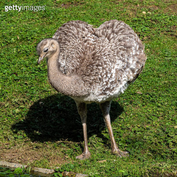 Darwin's rhea, Rhea pennata also known as the lesser rhea. 이미지 ...