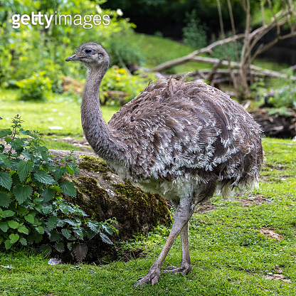 Darwin's rhea, Rhea pennata also known as the lesser rhea. 이미지 ...