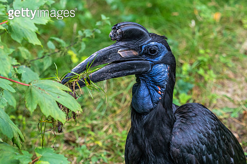 Abyssinian northern Ground Hornbill, Bucorvus abyssinicus strange bird ...