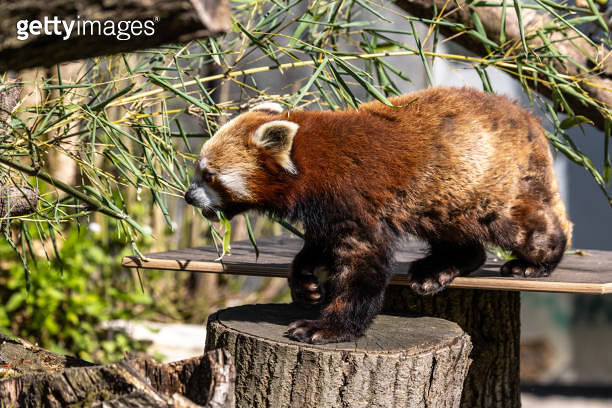 The red panda, Ailurus fulgens, also called the lesser panda. 이미지 ...