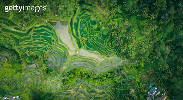 Rice Terrace seen from above 이미지 (1433534944) - 게티이미지뱅크