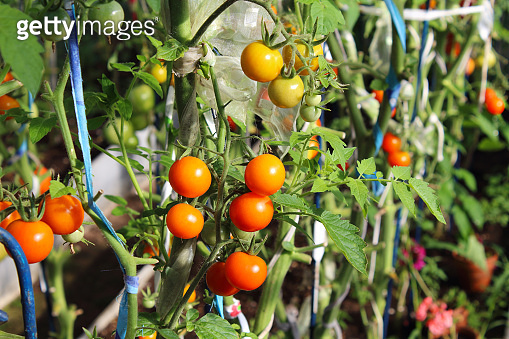 Beautiful tomatoes growing in a greenhouse in the garden. Close-up ...