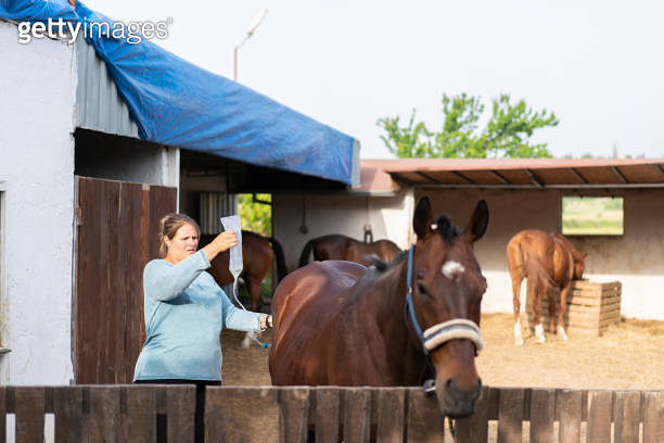 Female farmer in barn giving enemas to her horses with iv drip serum ...