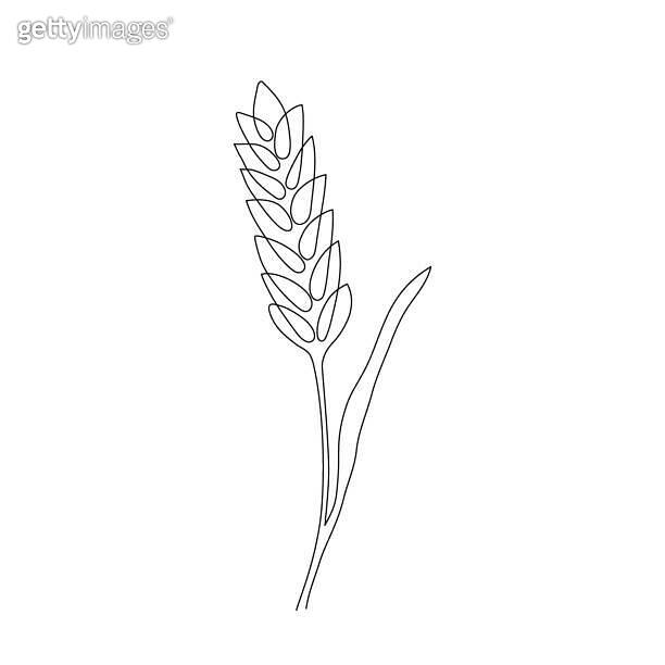 Wheat grain ear, nature bread, one single continuous art line drawing ...