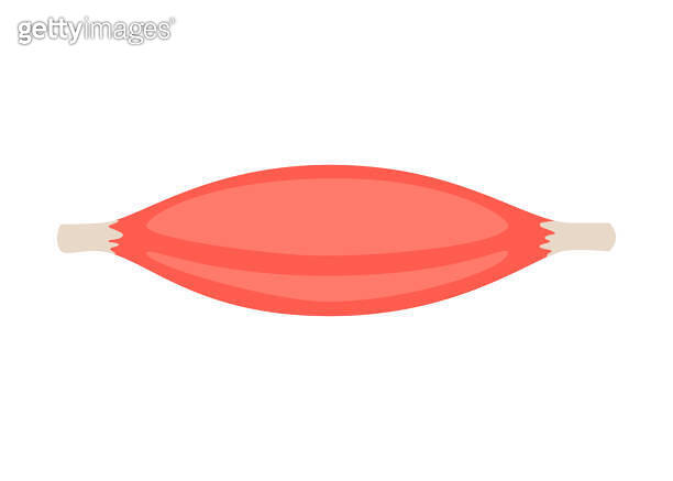 Red muscle, fiber part body human. Skeletal muscle, inside tissue ...