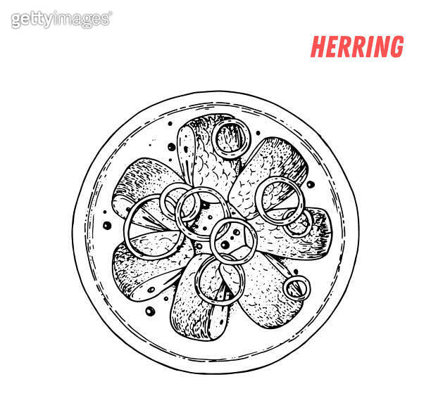 Salted pickled herrings seledka hand drawn illustration. Russian ...