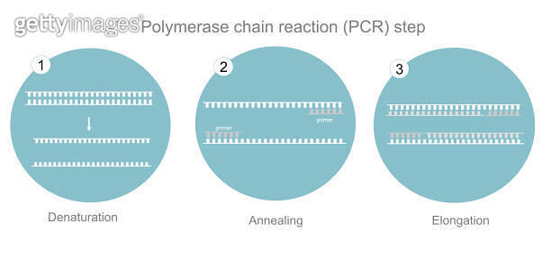 The polymerase chain reaction (PCR) step : Denaturation, Annealing and ...