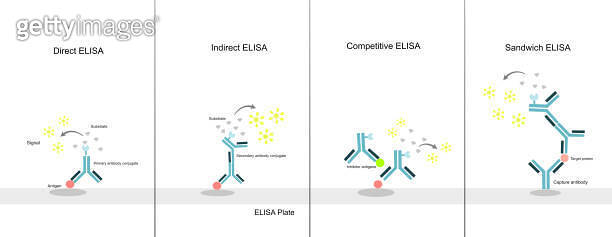 The principle of Enzyme-Linked Immunosorbent (ELISA) Assay: Direct ...