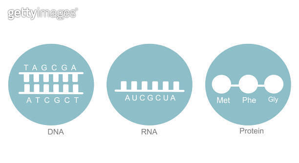 The molecular biology: DNA, RNA and protein molecule that represent the ...