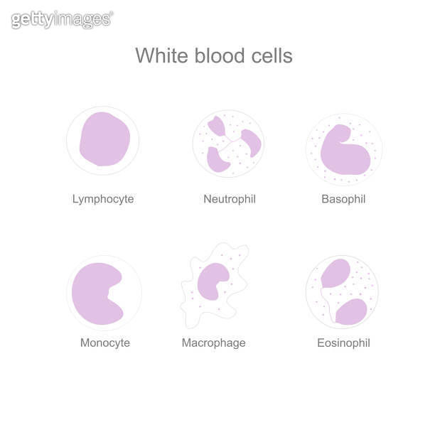 The type classification of white blood cells: Lymphocyte, Neutrophil ...