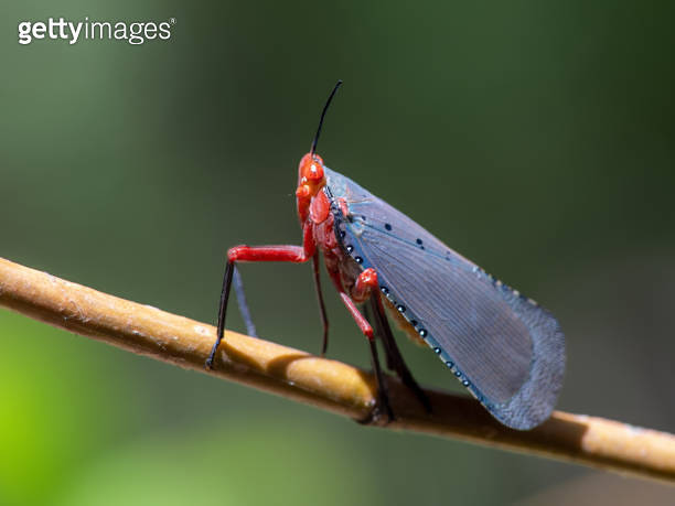 Close up lanternflies on tree in tropical forest (pyrops candelarius ...