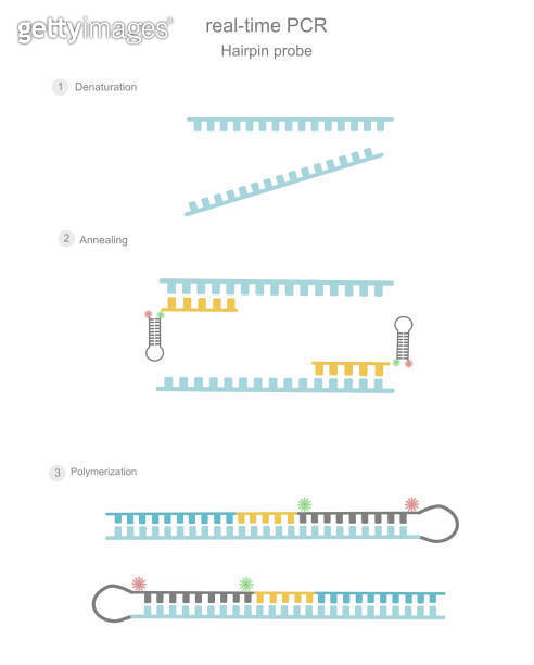 The real-time PCR steps (denaturation, annealing and polymerization ...