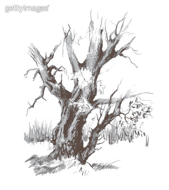 Old tree with brunches, vector traced vintage pencil sketch drawing 이미지 ...
