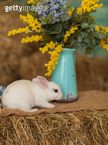 A white rabbit sits on hay surrounded by white and blue flowers. Fluffy ...