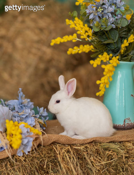 A white rabbit sits on hay and smells yellow and blue flowers. Fluffy ...