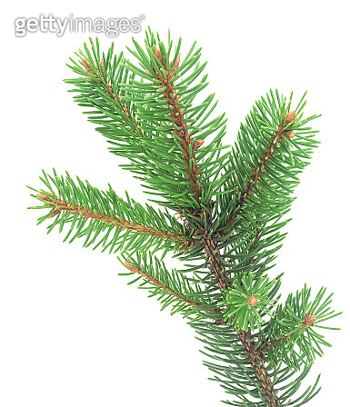 Front view of green fir tree spruce branch with needles isolated on a white background 이미지 ...