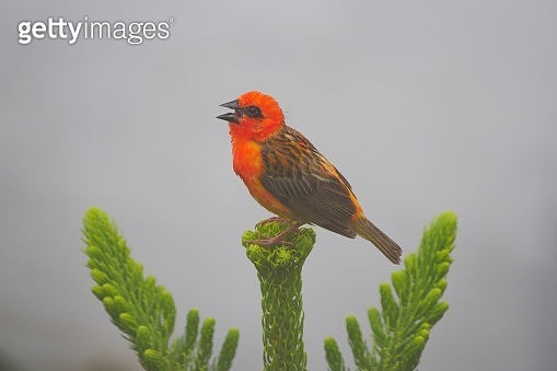 Red bird chirping on top of green tree 이미지 (1390209404) - 게티이미지뱅크