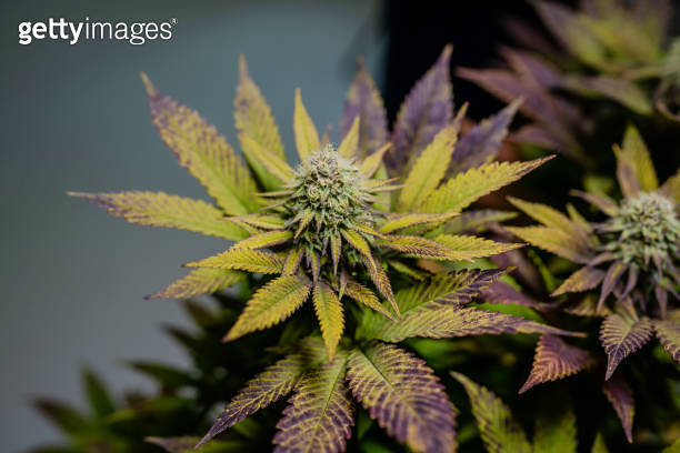 Cannabis Vanilla Frosting Strain indoor farm (1402830359) - 게티이미지뱅크