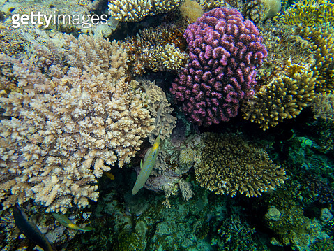 The most beautiful views and vibrant inhabitants of the Red Sea ...