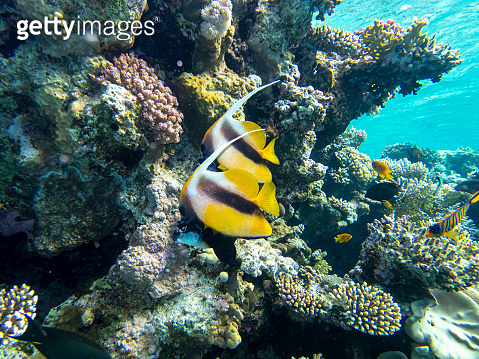 The most beautiful views and vibrant inhabitants of the Red Sea ...