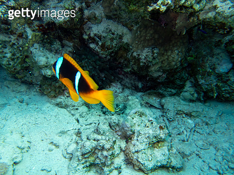 The most beautiful views and vibrant inhabitants of the Red Sea ...