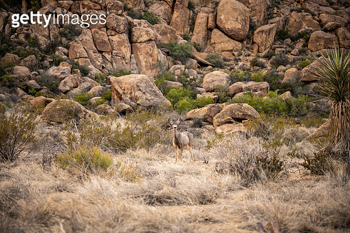 Startled Deer Grazing Below Rocks in the Grapevine Hills 이미지 ...