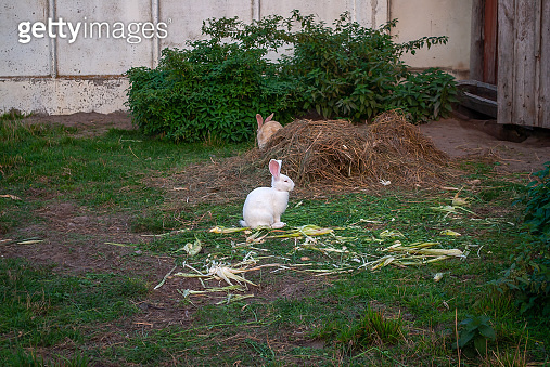 Domestic white rabbit sleeping in garden. Cute tired animal sitting ...