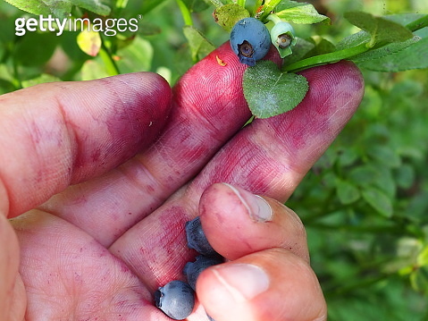 Hand picking common blueberries. Fingers stained with blueberry juice ...