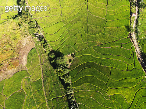 Directly view of a pattern and shape of paddy field in Ranau ...