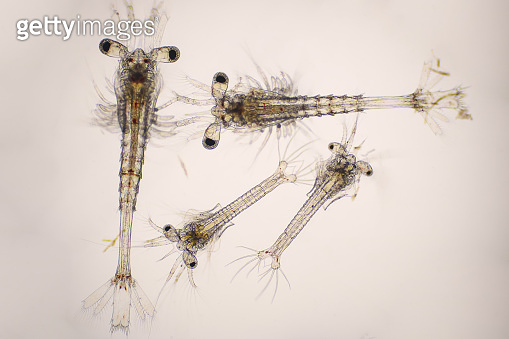 Shrimp, Zoea stage and Mysis stage of Vannamei shrimp in light ...