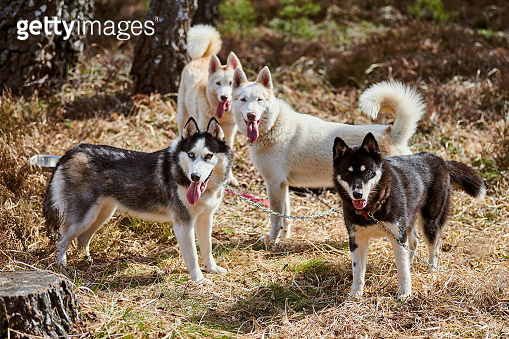 Four Siberian Husky dogs stands on forest grass, full size Husky dogs ...