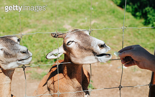 Close-up feeding goats in a zoo farm outdoors. Hand giving food to ...