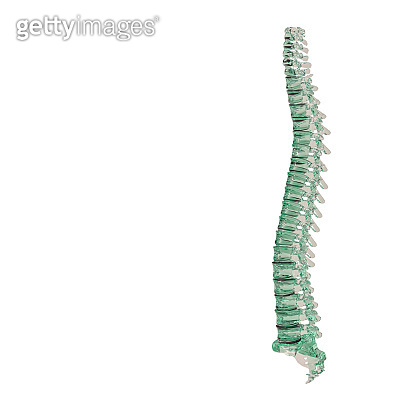 glass spine on white background. (1363849839) 일러스트, 무료 일러스트 - 게티이미지뱅크