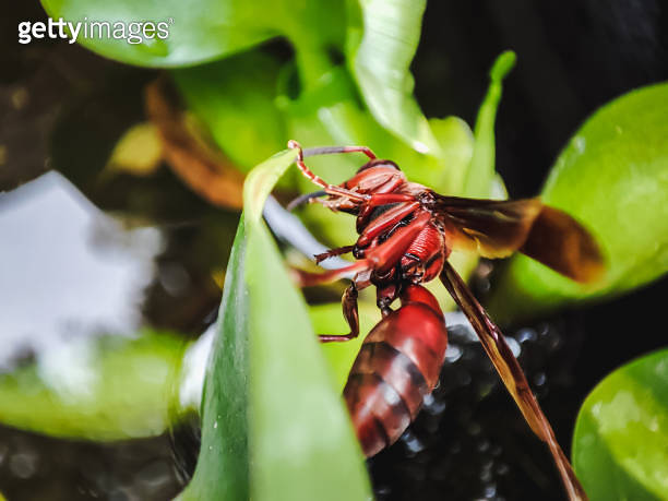 The Red Paper Wasp With The Latin Name Polistes Canadensis Perches On Aquatic Plants 이미지