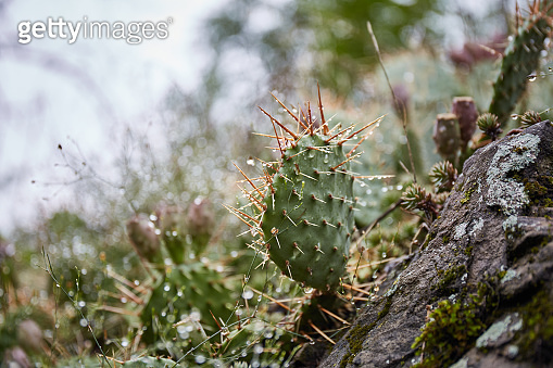 Decorative green house cacti. Street cacti with drops after the rain ...