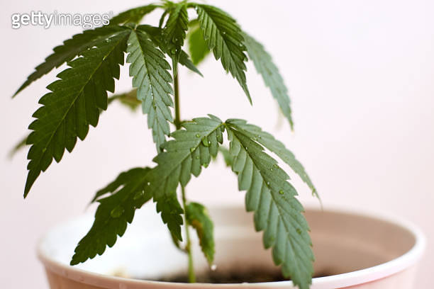 Cannabis home growing. Young healthy marijuana plant in flower pot. CBD ...