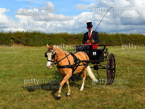Carriage driving Gig with single horse and driver in field. 이미지 ...