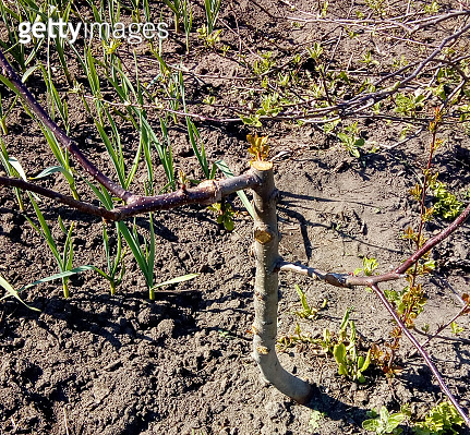 Grafted apple tree, second year of vegetation. Places of fusion of the ...
