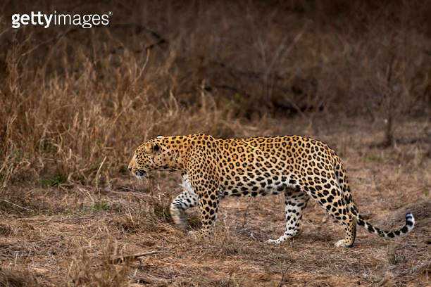 indian wild male leopard or panther side profile in rush during outdoor ...